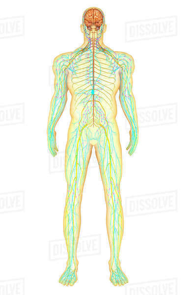 Anatomy of human nervous system and lymphatic system, front view ...