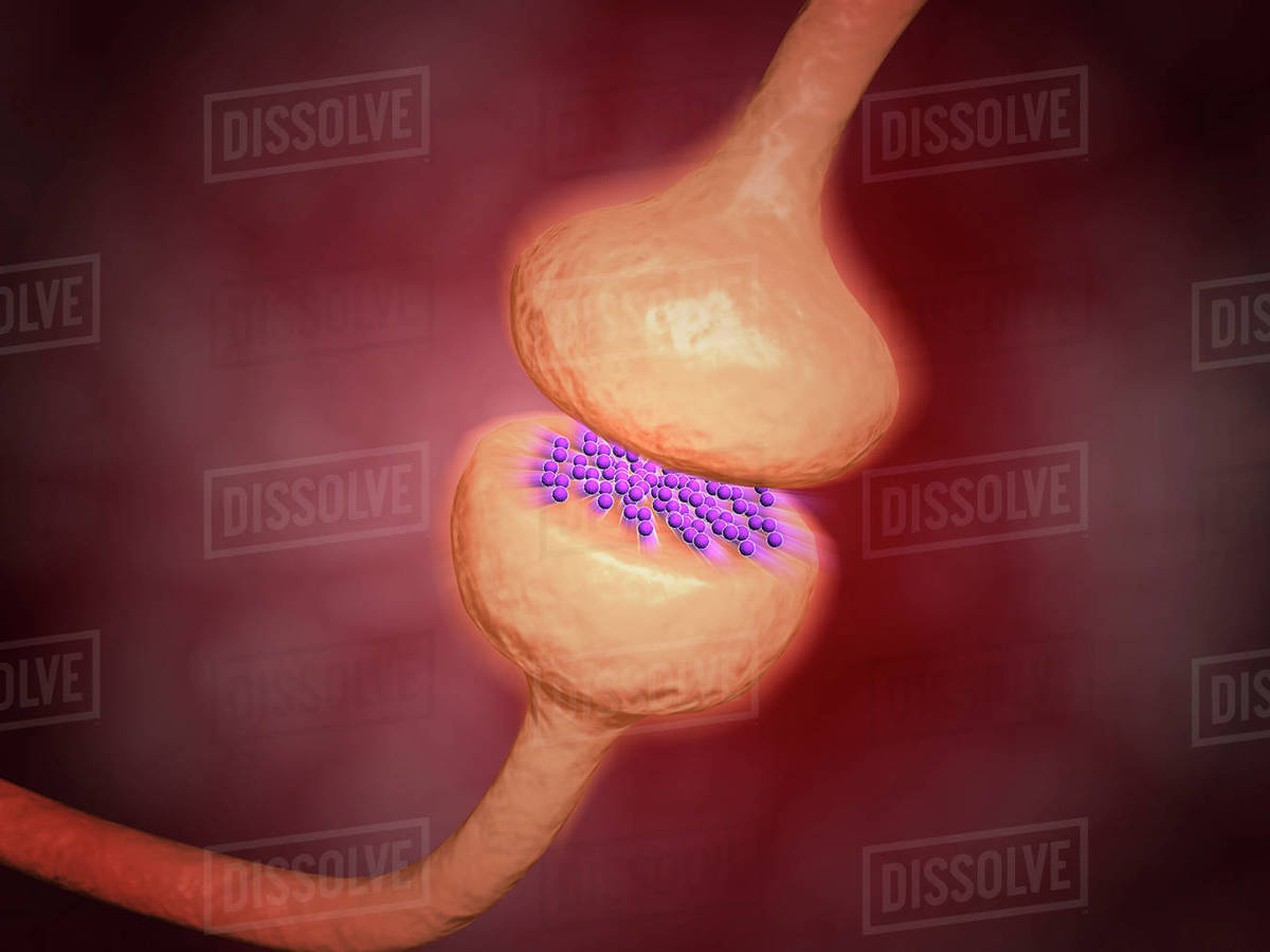 Close-up view of the synapse in the nervous system. A synapse is a ...