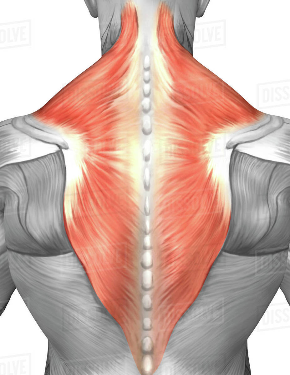 Muscles of the back and neck (splenius capitis muscle, trapezius muscle ...