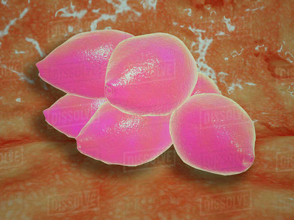 Microscopic view of birch tree pollen. Birch tree pollen is considered ...