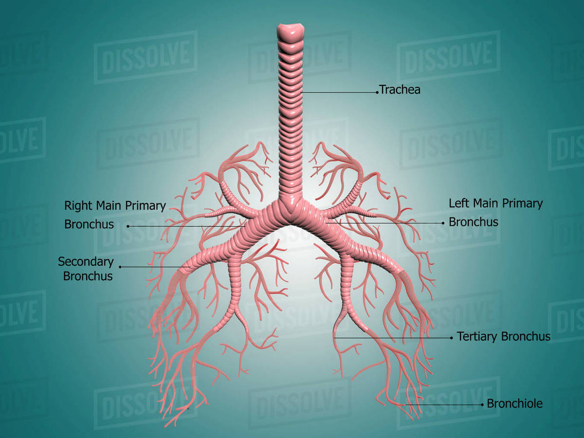 Digital illustration showing the structure of the bronchus and ...