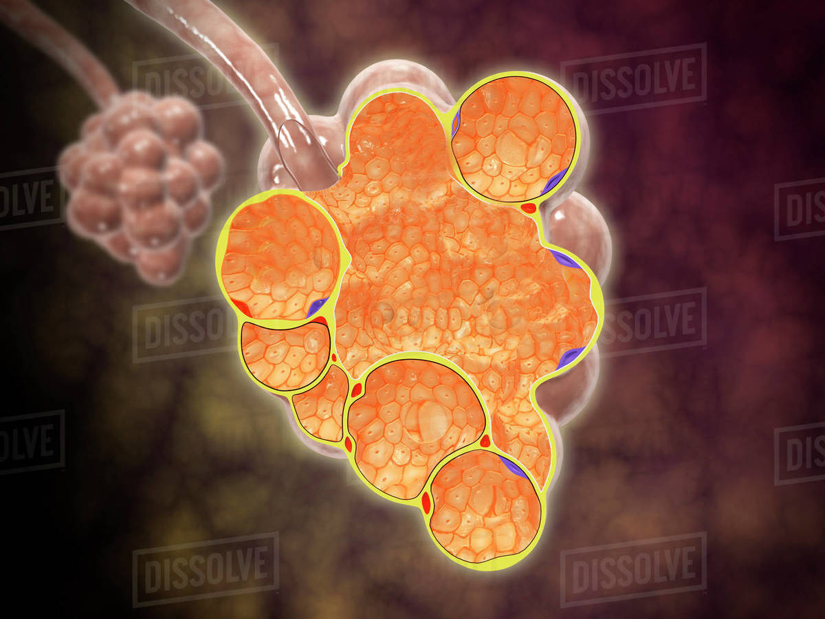 Cross-section of the alveoli branches. - Stock Photo - Dissolve