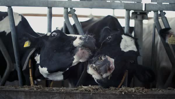 Two cows getting food from feedlot standing cowshed closeup. Cattle ...