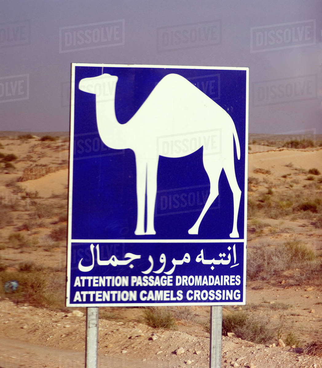 Camel crossing sign, Morocco. - Royalty-free Stock Photo | Dissolve