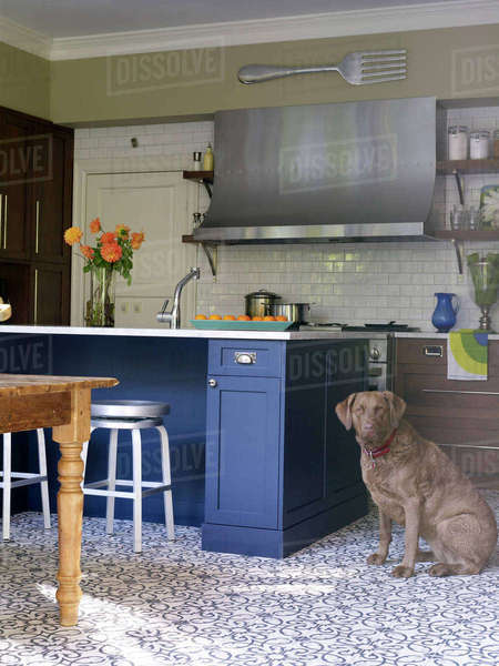 Dog in modern kitchen with blue island unit - Royalty-free Stock Photo ...