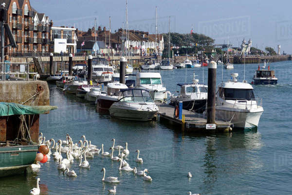 Swans in a harbour - Royalty-free Stock Photo | Dissolve