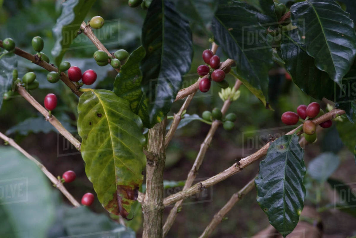 Ripe coffee beans - Royalty-free Stock Photo | Dissolve