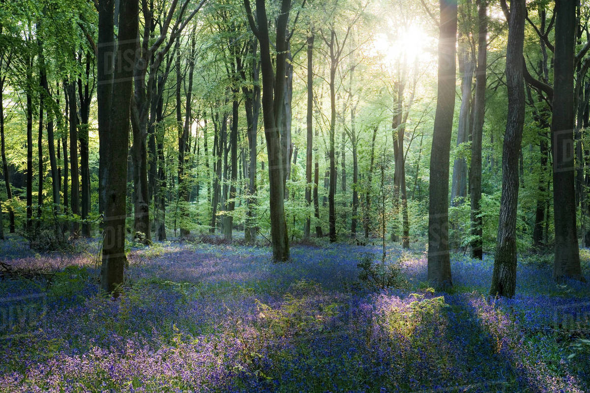Sunlight through trees in bluebell woods - Royalty-free Stock Photo ...