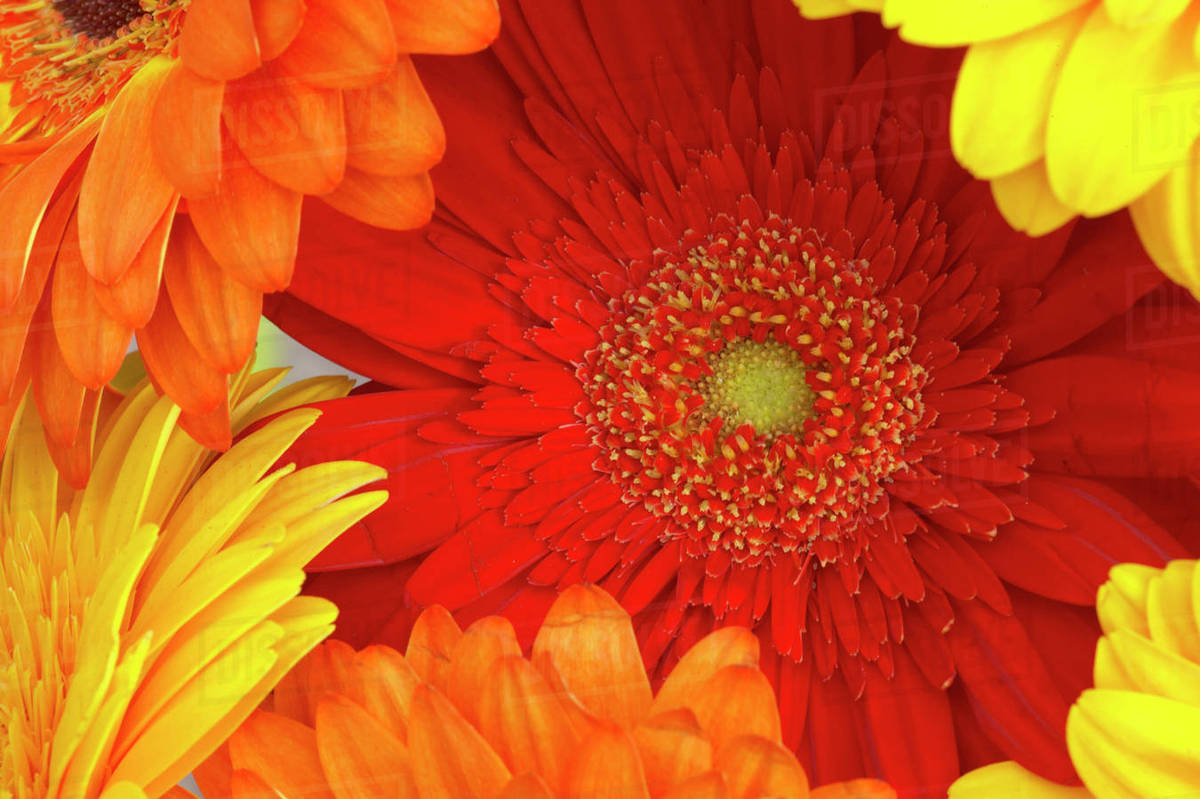 Close up of a gerbera - Royalty-free Stock Photo | Dissolve