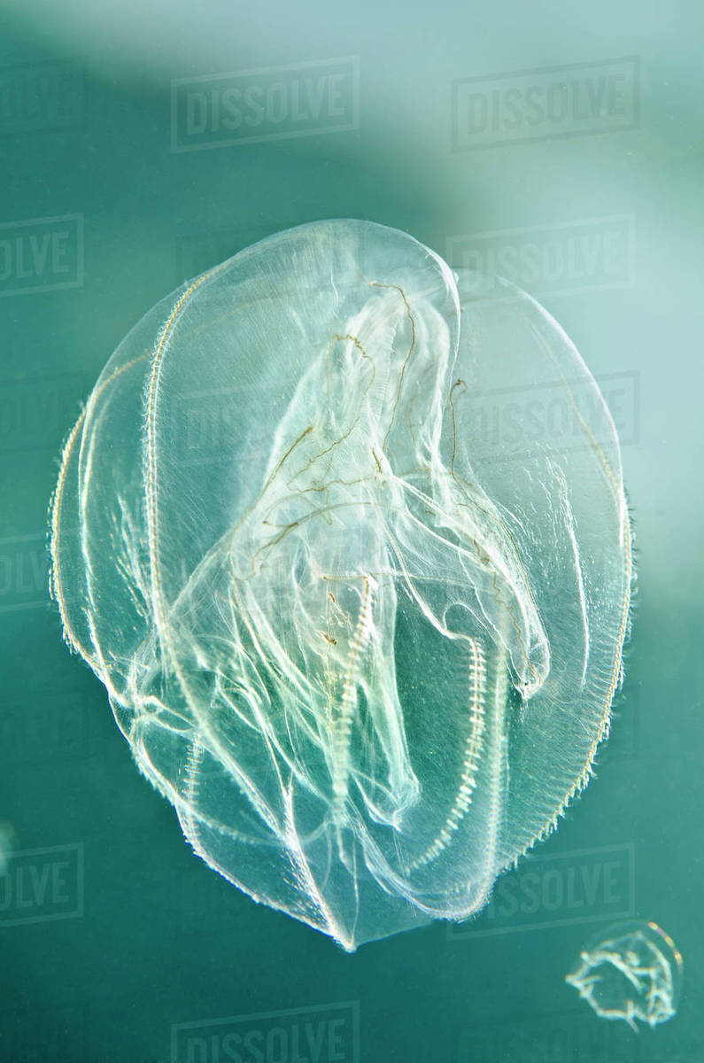 Planktonic sea walnut ctenophore (Mnemiopsis mccradyi) in open water ...