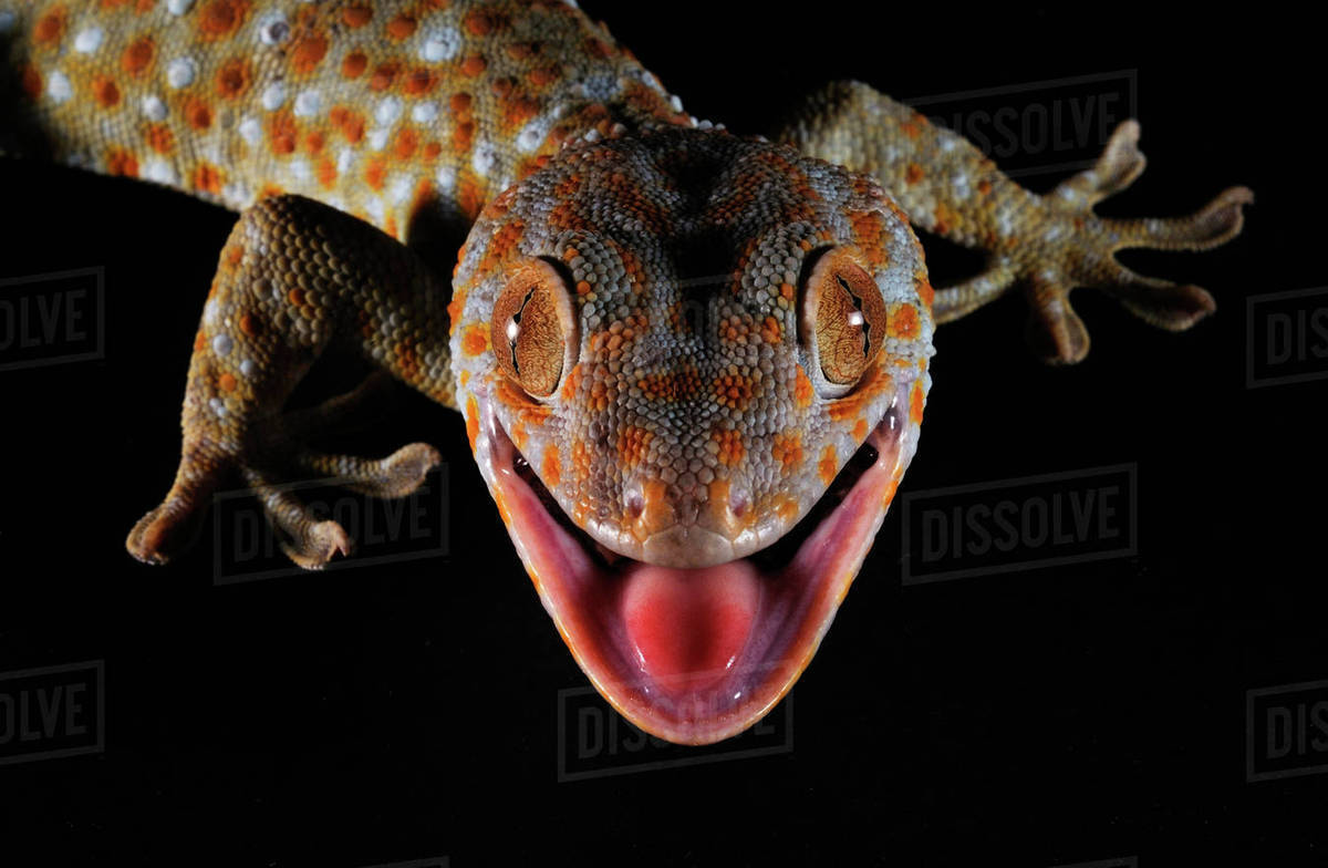 Tokay gecko (Gekko gecko) close up portrait of head with black ...