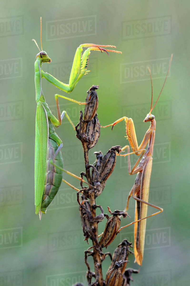 Praying mantis (Mantis religiosa) pair on plant facing each other ...
