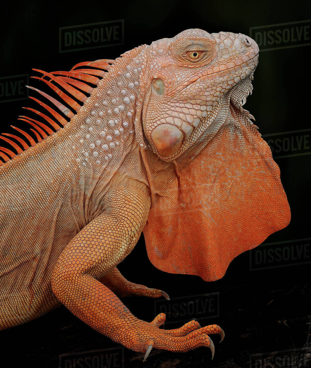 Common iguana (Iguana iguana) albino, captive, from Central and South ...