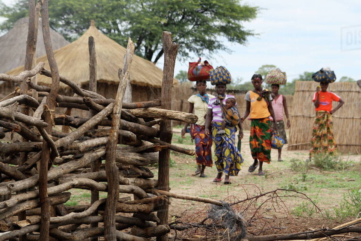 Lozi women carrying loads on heads, with cattle kraal (enclosure) in ...