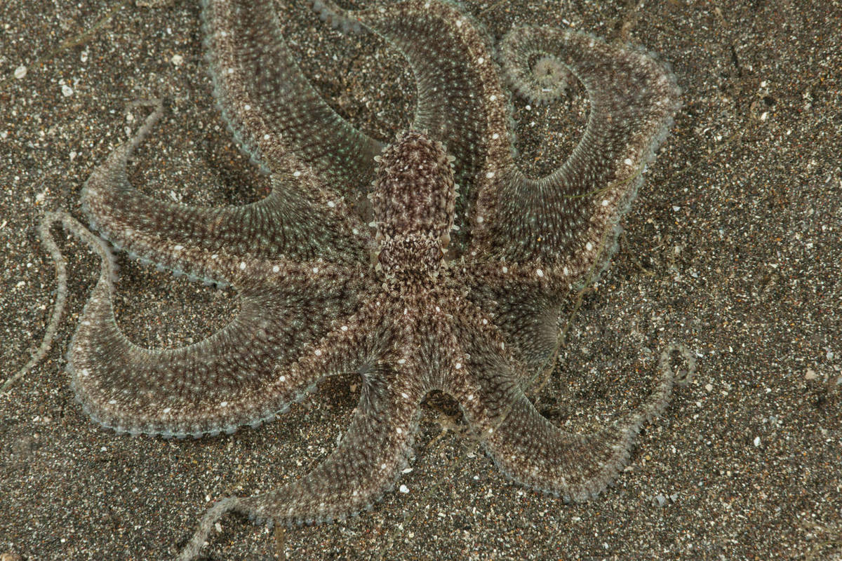 Longarm octopus (Octopus sp.) well camouflaged in the sand. Manado ...