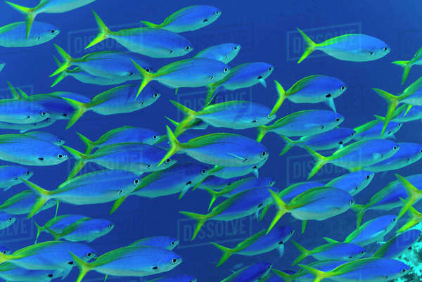 Blue and yellow fusiliers (Caesio teres) shoal, Great Barrier Reef ...