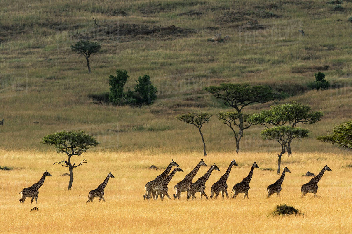 Masai Giraffe Giraffa Cameleopardalis Tippelskirchi Herd Walking Masai Giraffe Giraffa Cameleopardalis Tippelskirchi Herd Walking