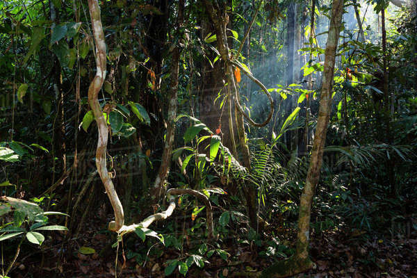Lowland rainforest with sun beams shining through, Panguana Reserve ...