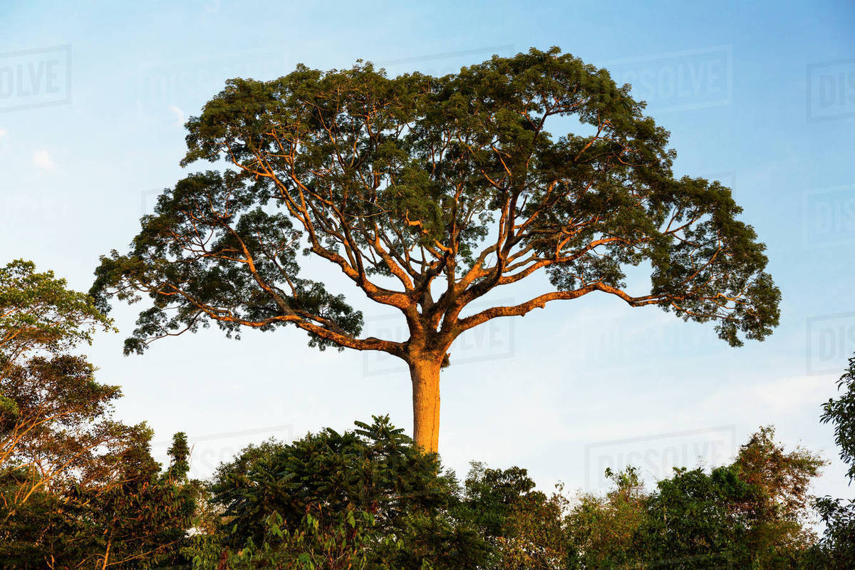 Lupuna tree (Chorisia insignis) Panguana Reserve, Huanuca province ...