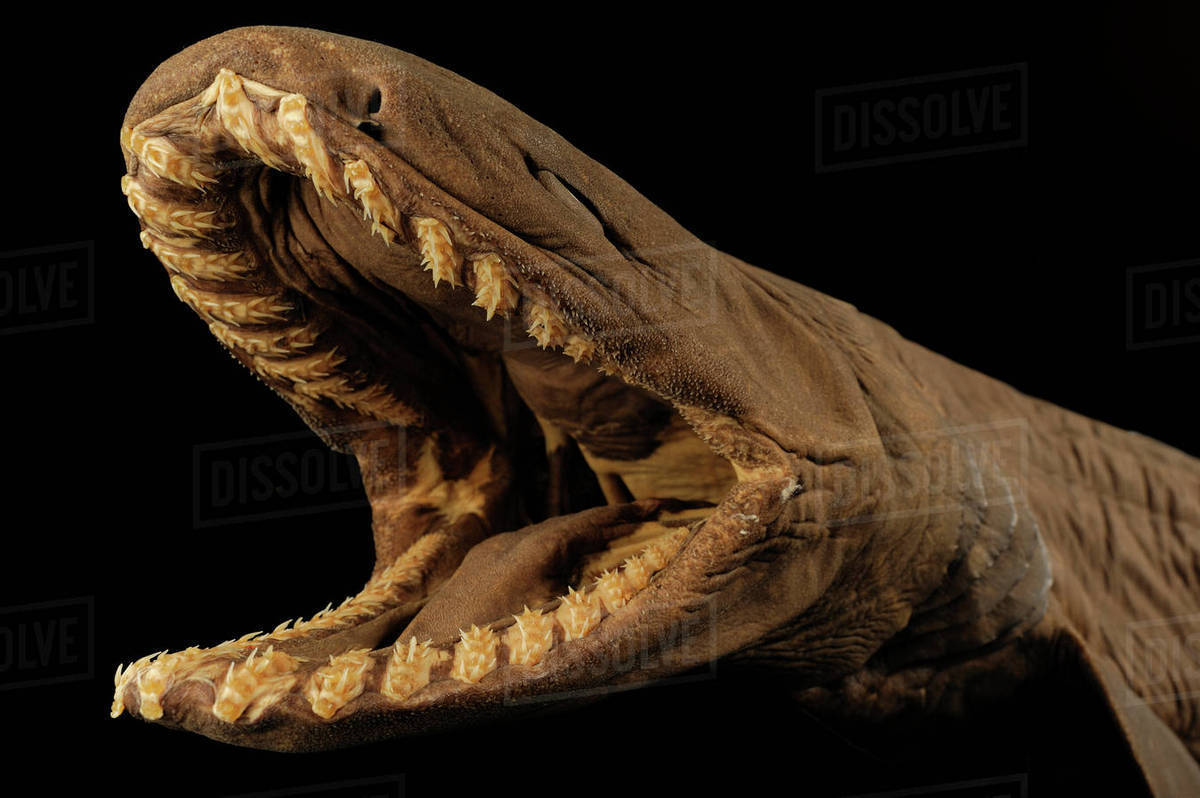 Frilled shark (Chlamydoselachus anguineus) specimen with mouth open ...
