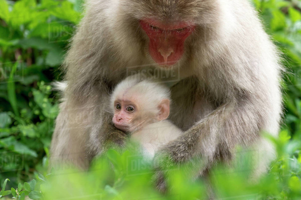 Japanese macaque (Macaca fuscata fuscata) mother with rare white furred ...