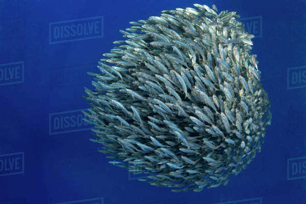 Blue jack mackerel, (Trachurus picturatus) baitball, Formigas Islet ...