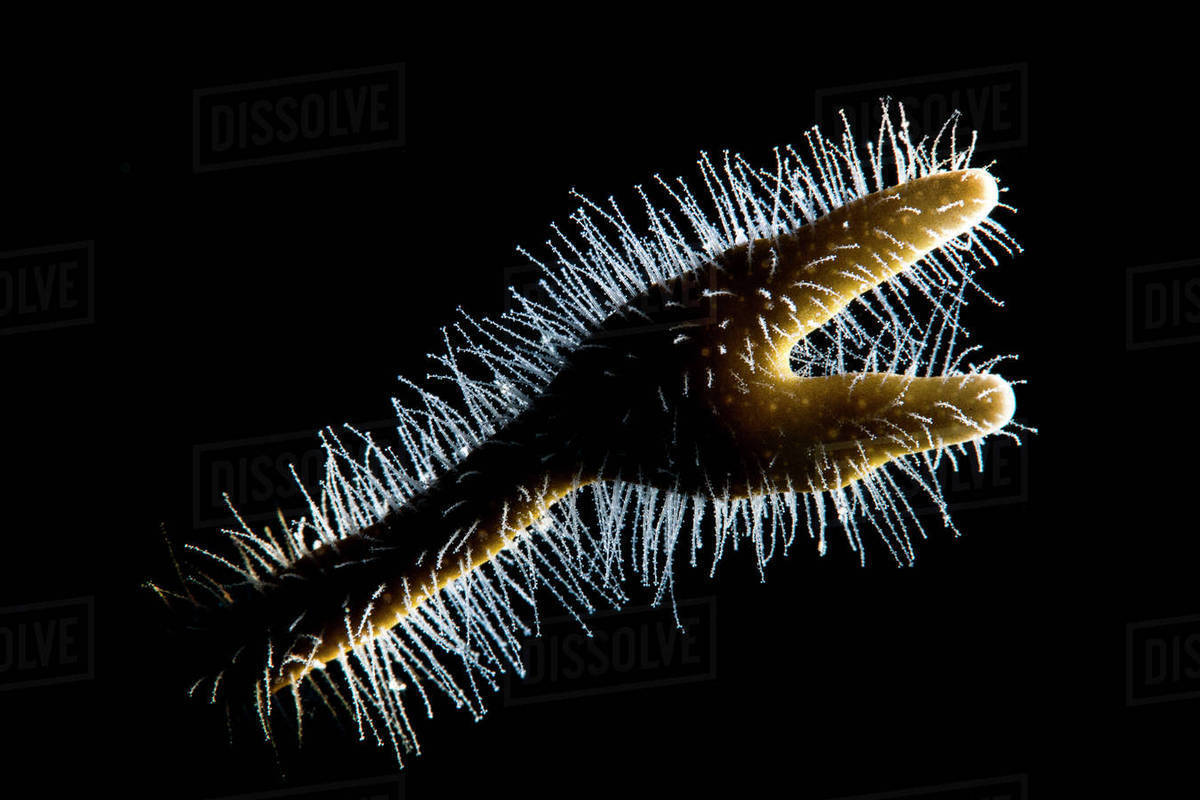 Backlit detail of branching fire coral (Millepora alcicornis) showing ...