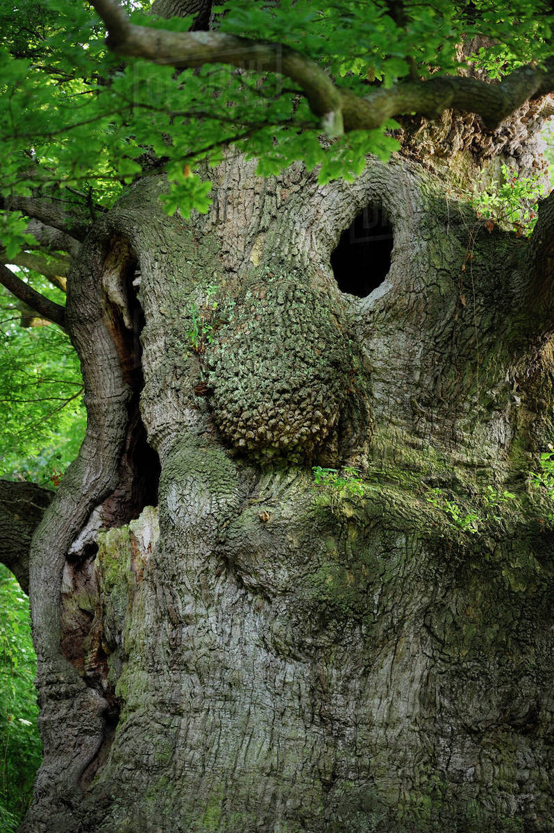 English oak tree (Quercus robur) 'Majesty' Fredville Park, Nonington ...