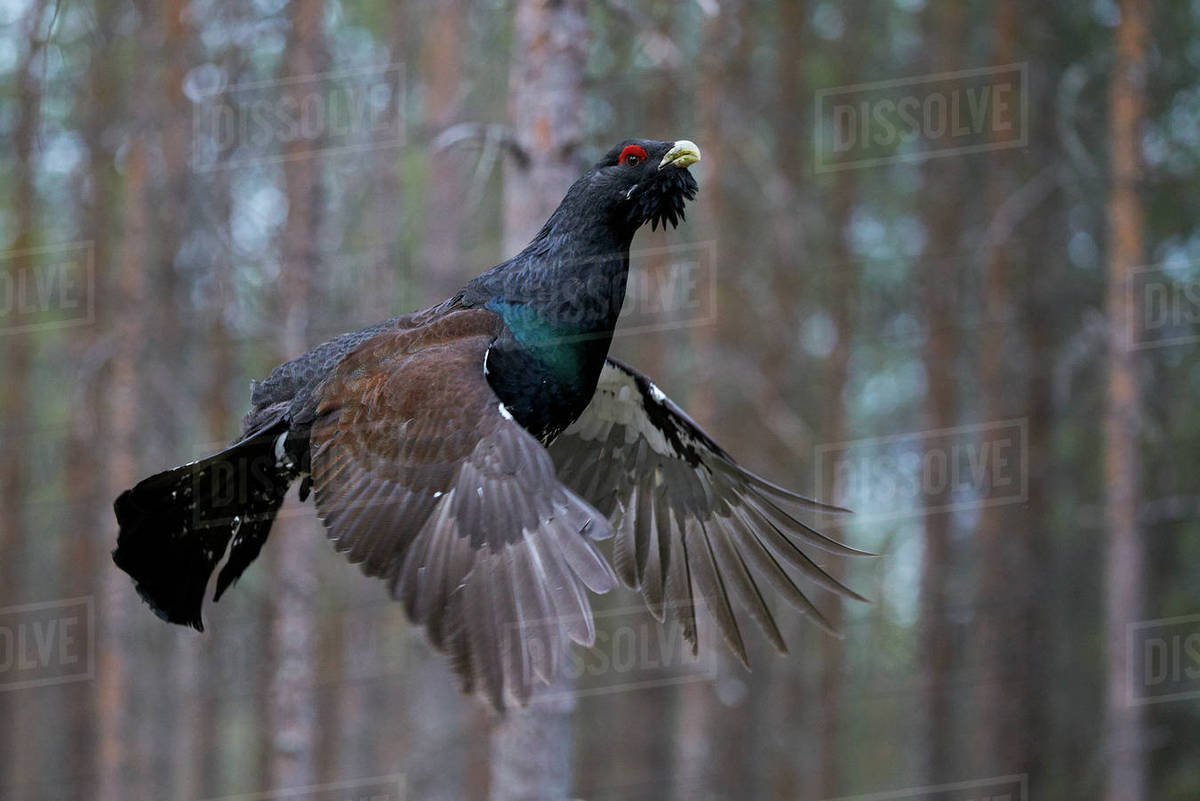 Male Capercaillie (Tetrao urogallus) flying, Jalasjarvi, Finland, April ...
