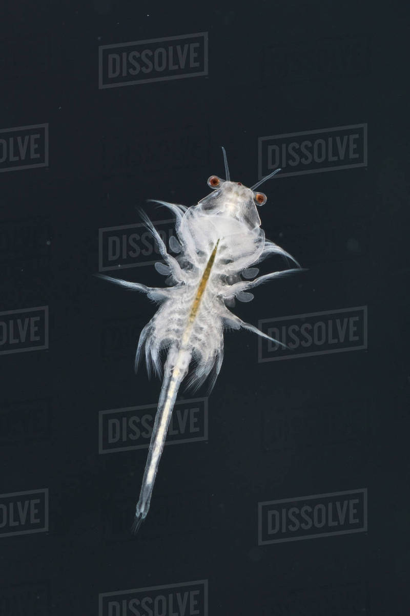 Brine shrimp or monkey shrimp (Artemia salina) male. Controlled ...
