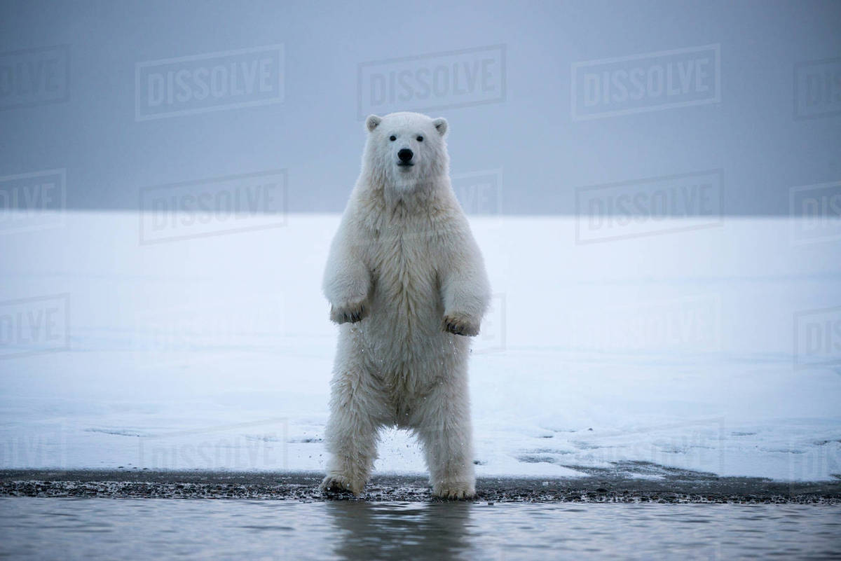 Young Polar bear (Ursus maritimus) standing on hing legs, Bernard Spit ...