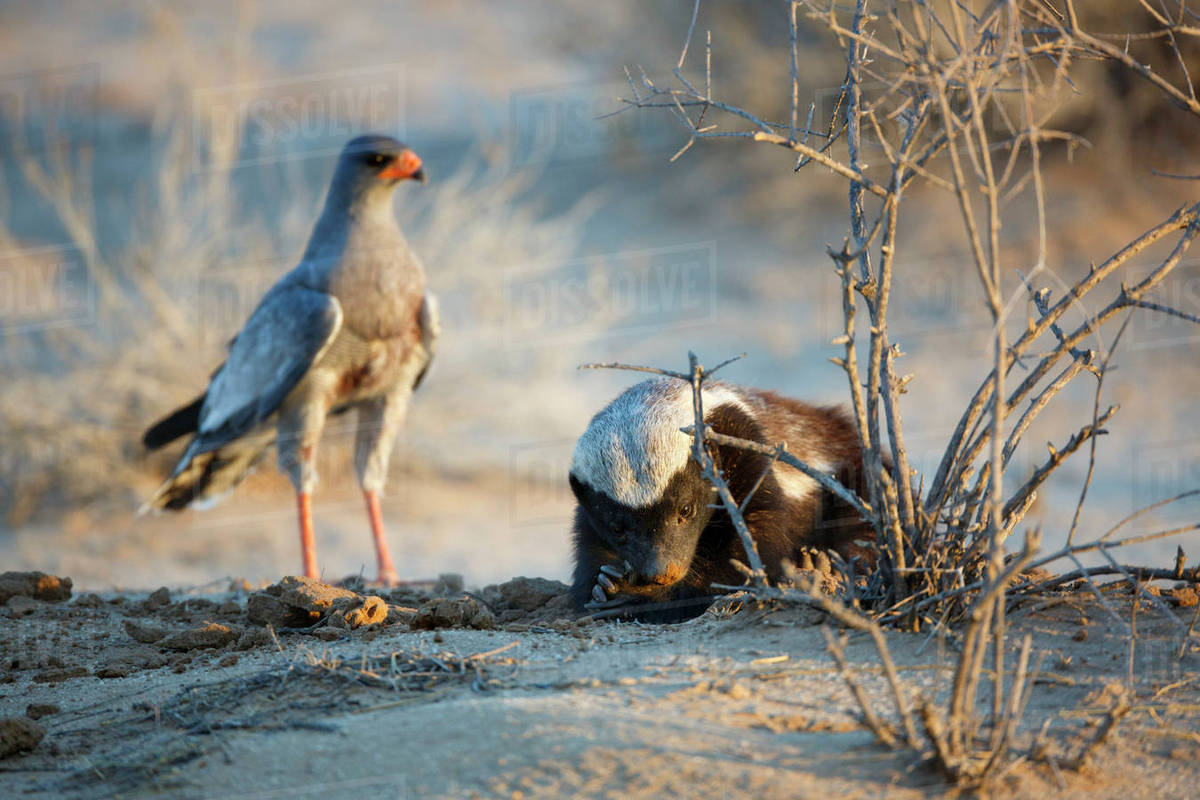 Honey badger (Mellivora capensis) feeding with Pale chanting goshawk ...