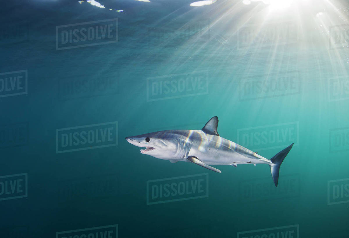 Mako shark (Isurus oxyrinchus) with sunrays, Cape Point, South Africa ...