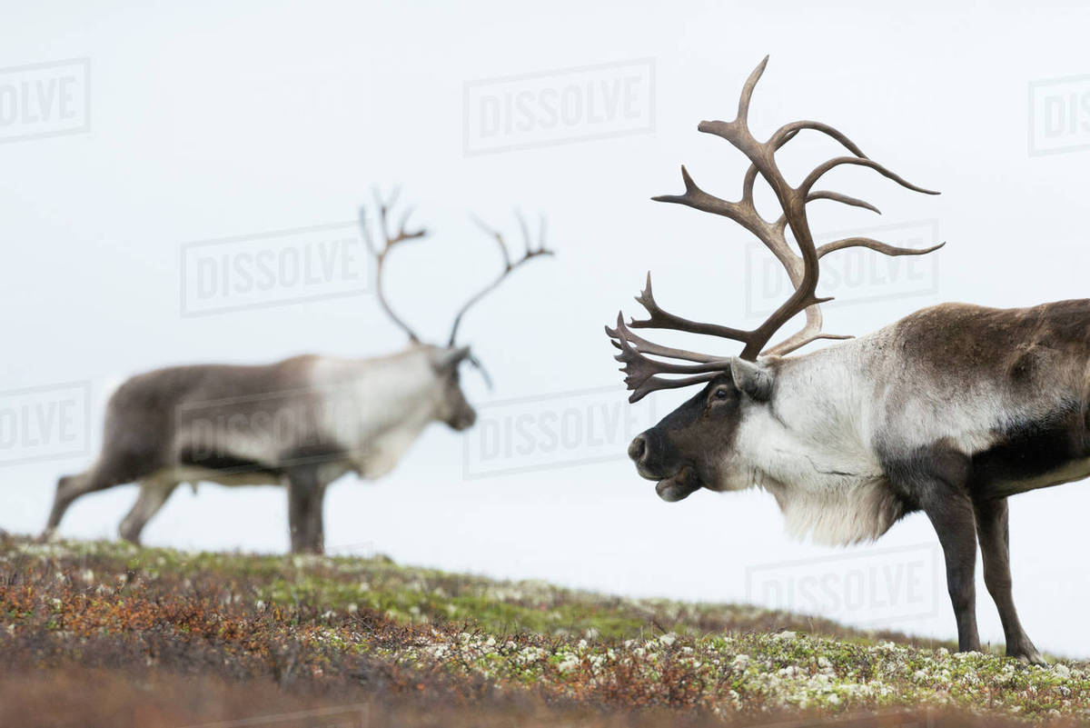 Wild Reindeer (Rangifer tarandus) two males sizing one another up ...
