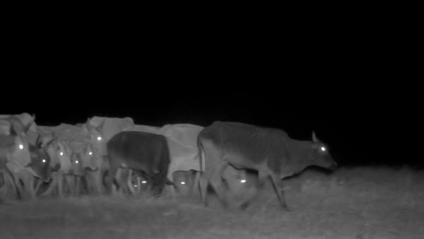 Domestic cattle (Bos taurus) belonging to Masai herdsmen walking across ...