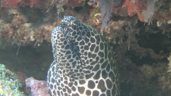 Laced moray eel (Gymnothorax favagineus) breathing, Maldives, Indian ...