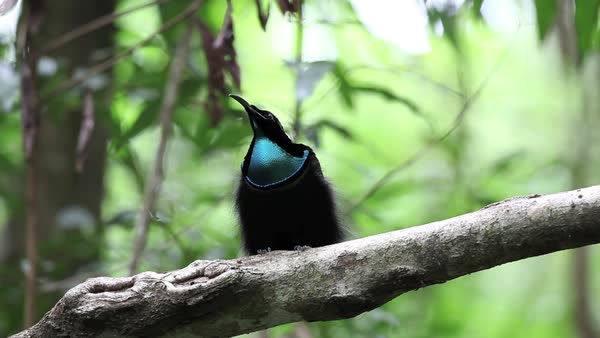 Male Magnificent riflebird (Ptiloris magnificus) vocalising and ...