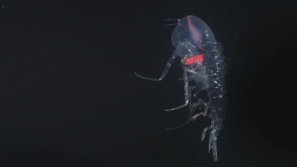 Deep sea amphipod (Cystisoma) swimming, a deep sea species from the ...