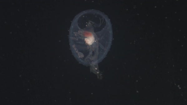 Pram bug (Phronima) swimming, Mid-Atlantic Ridge. Deep sea species ...