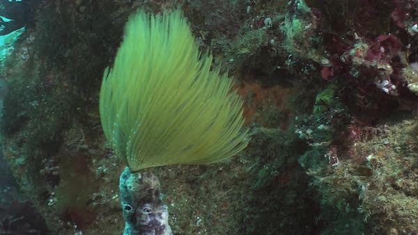 Feather duster fan worm (Sabella spallanzanii) with tentacles moving in ...