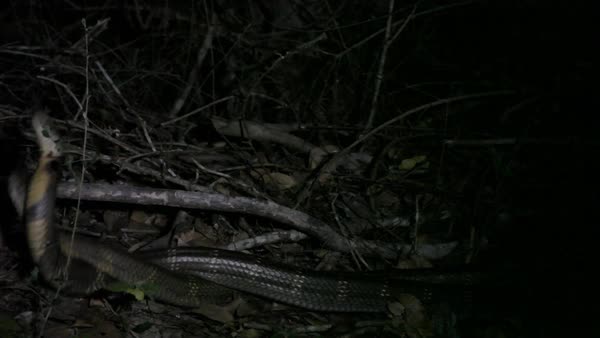 Two male King cobras (Ophiophagus hannah) fighting at night, Agumbe ...
