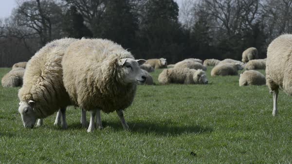Two Polled Wiltshire horn sheep (Wiltipoll breed) ewes butting one ...