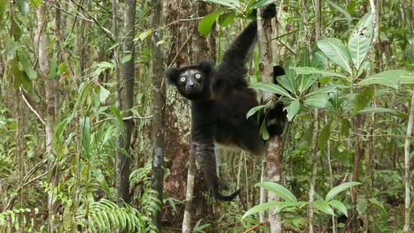 Indri (Indri indri) hanging from a tree and looking around, Madagascar ...