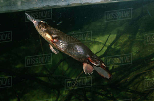 Platypus (Ornithorhynchus anatinus) swimming underwater. Sydney ...
