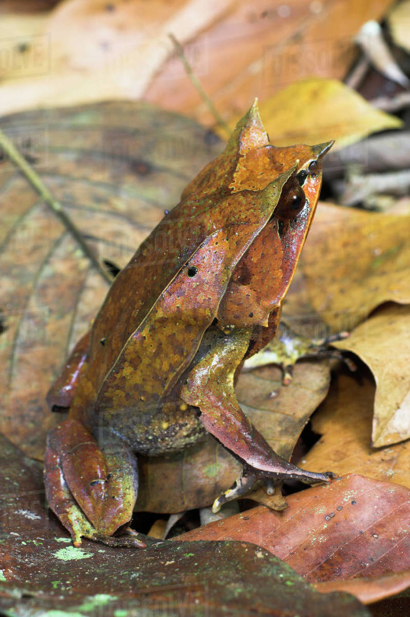 Bornean horned frog (Megophrys nasuta) among leaf-litter in forest ...