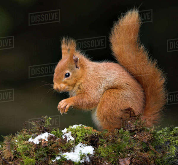 Red squirrel (Sciurus vulgaris) sitting on moss covered branch ...