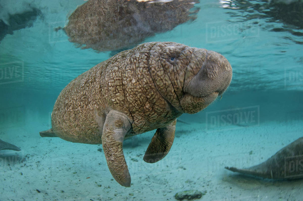Very young Florida manatee (Trichechus manatus latirostrus) Manatees ...