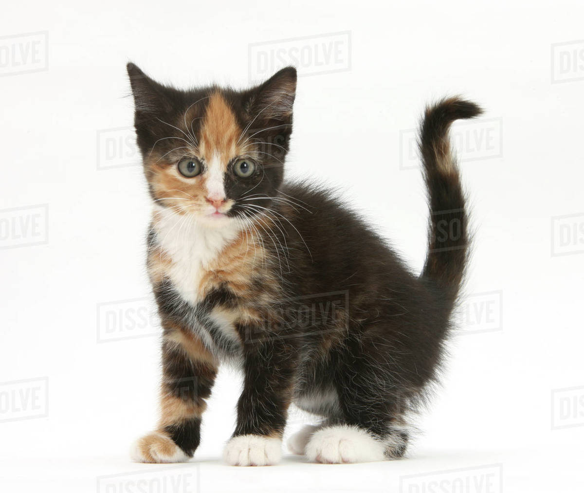Tortoiseshell kitten. - Royalty-free Stock Photo | Dissolve