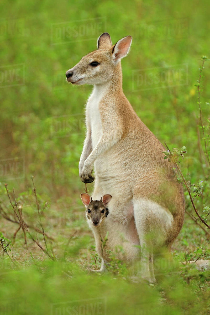 Agile wallaby (Macropus agilis) female with joey in pouch. Bumarru ...
