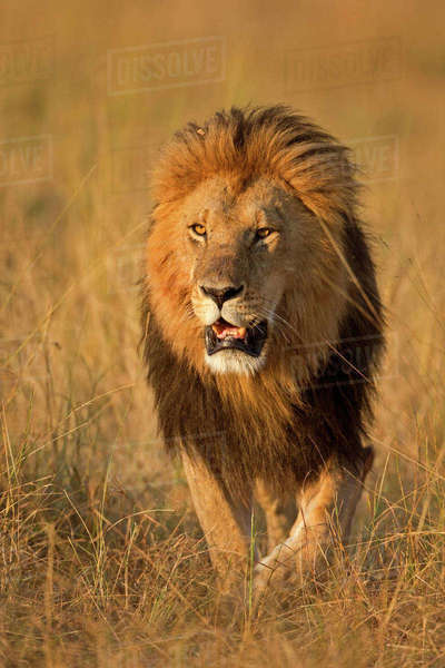 African Lion (Panthera leo) male, Maasai Mara, Kenya, Africa. - Royalty ...